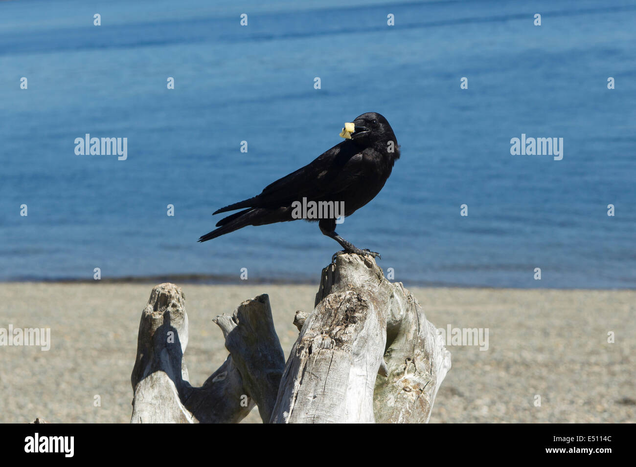 Raven On Log High Resolution Stock Photography and Images - Alamy