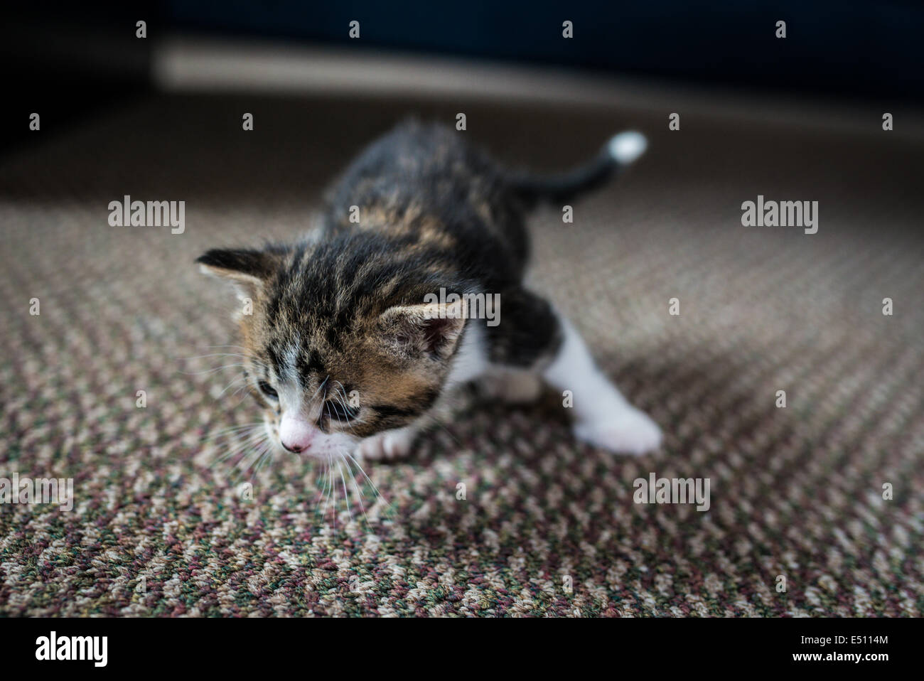 Cuddle fun hi-res stock photography and images - Alamy