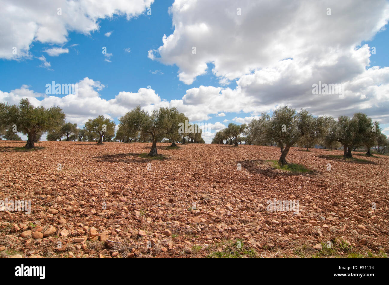 Picture of an olive field from spain Stock Photo - Alamy