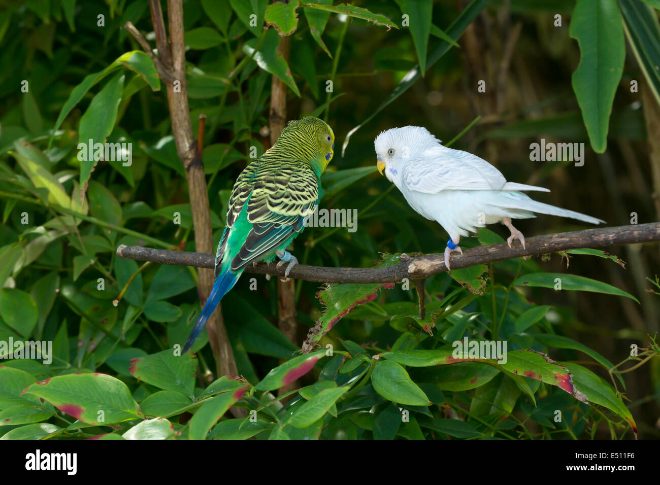 Parakeets head hi-res stock photography and images - Alamy