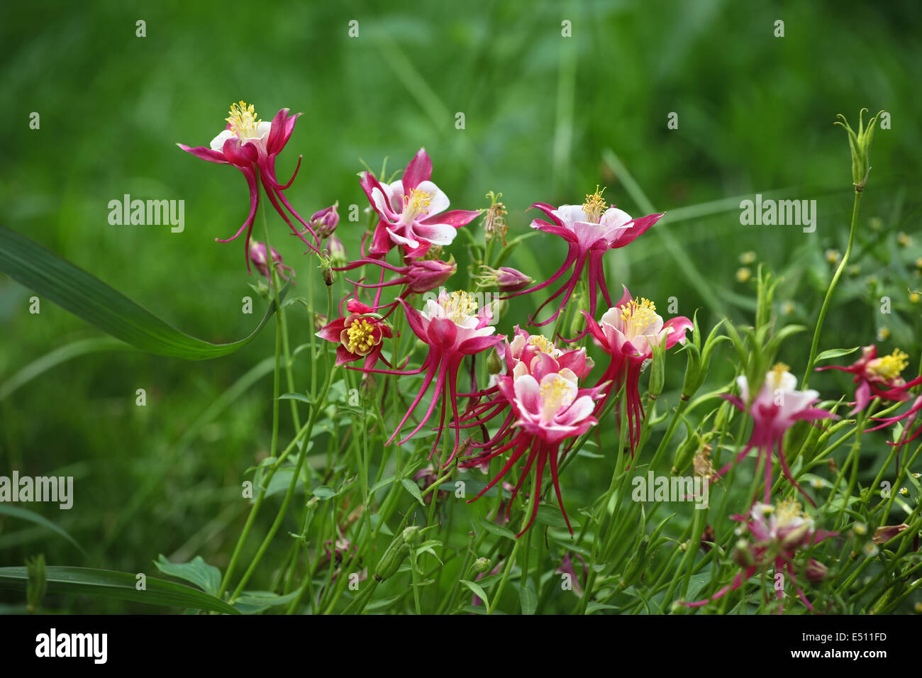Linaria hi-res stock photography and images - Alamy