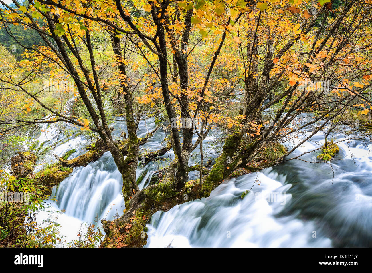 autumn maple with flowing creek Stock Photo - Alamy