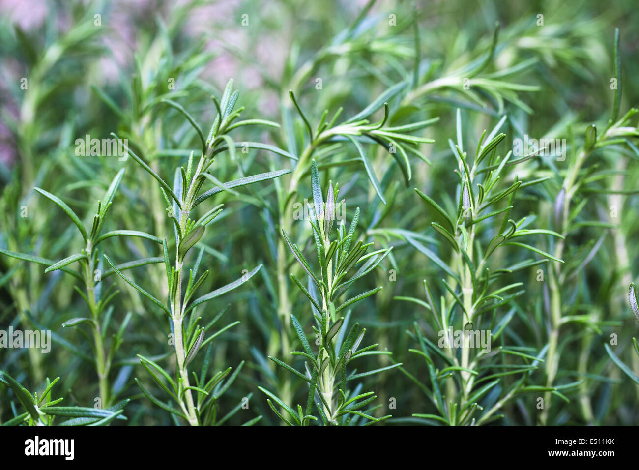 Rosemary detail hi-res stock photography and images - Alamy