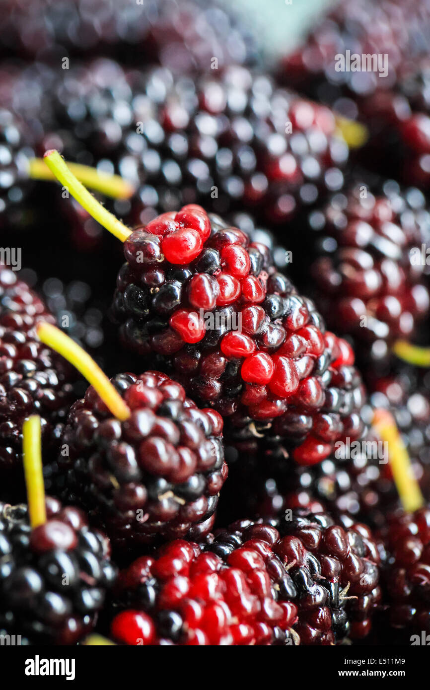 Mulberry fruit hi-res stock photography and images - Alamy