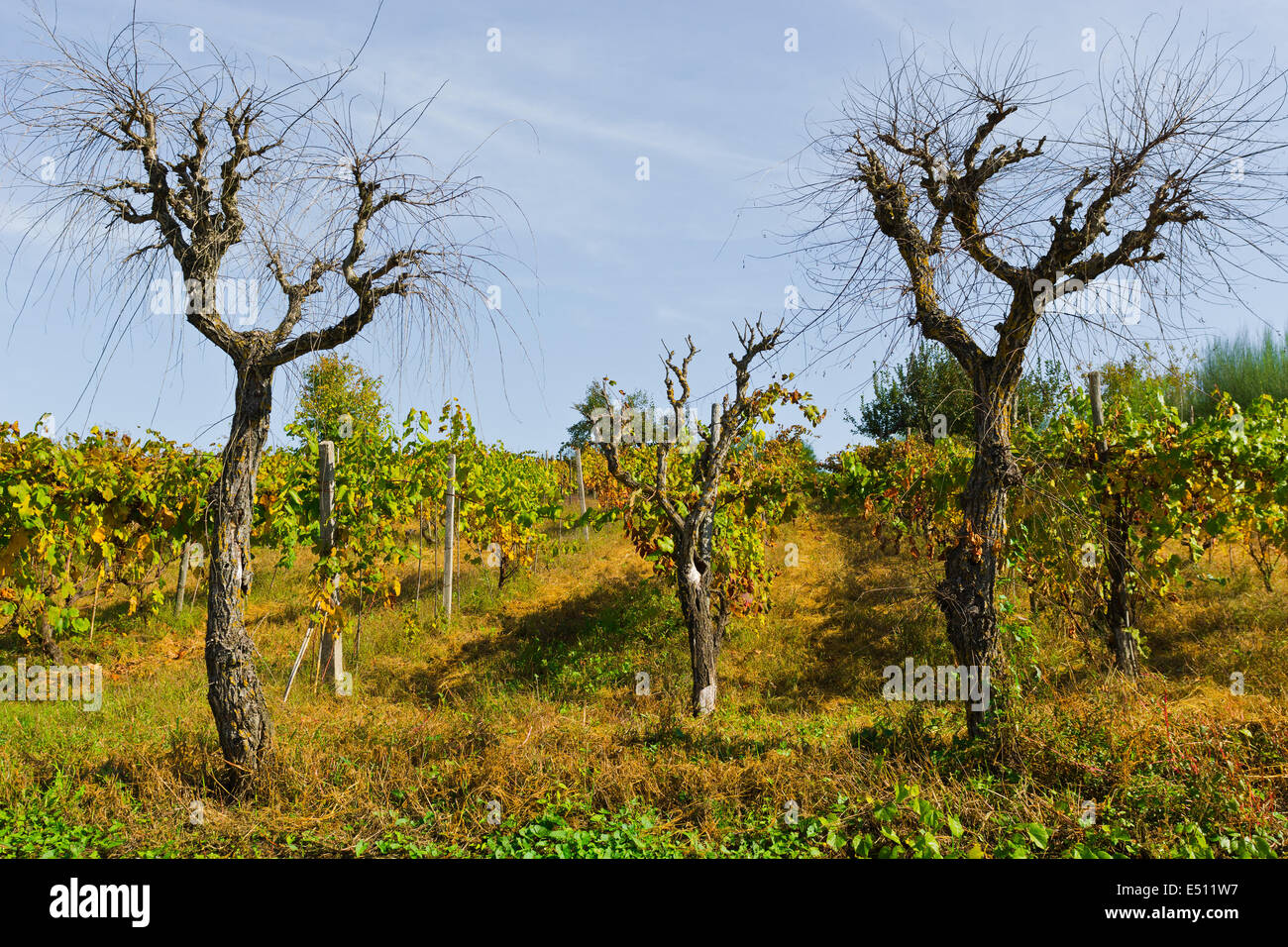 Italian vine trees hi-res stock photography and images - Alamy