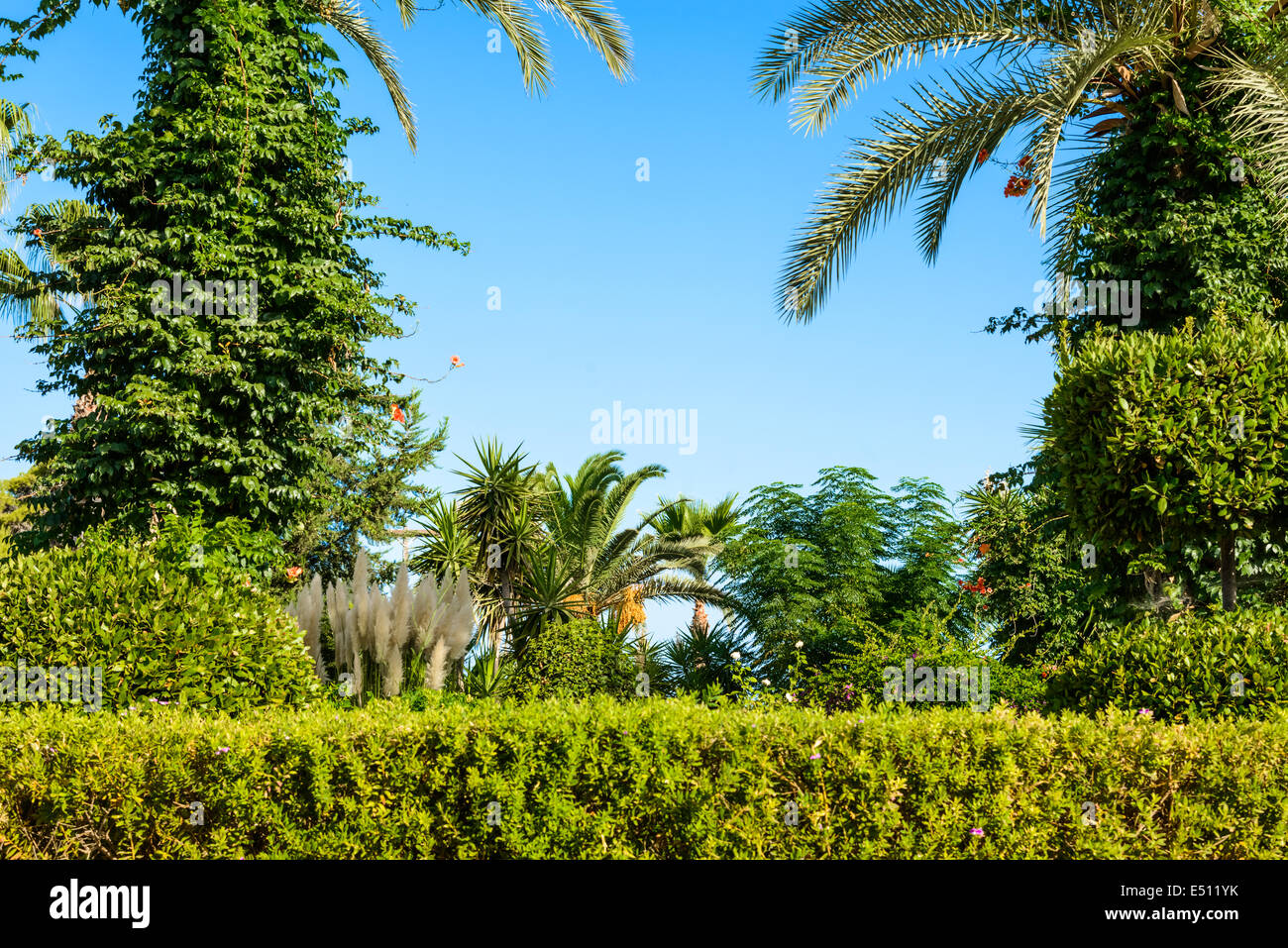 Real palm tree hi-res stock photography and images - Alamy