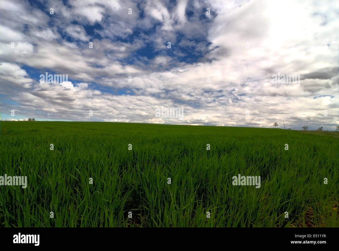 Picture of a cultivation landscape with two different areas Stock Photo ...