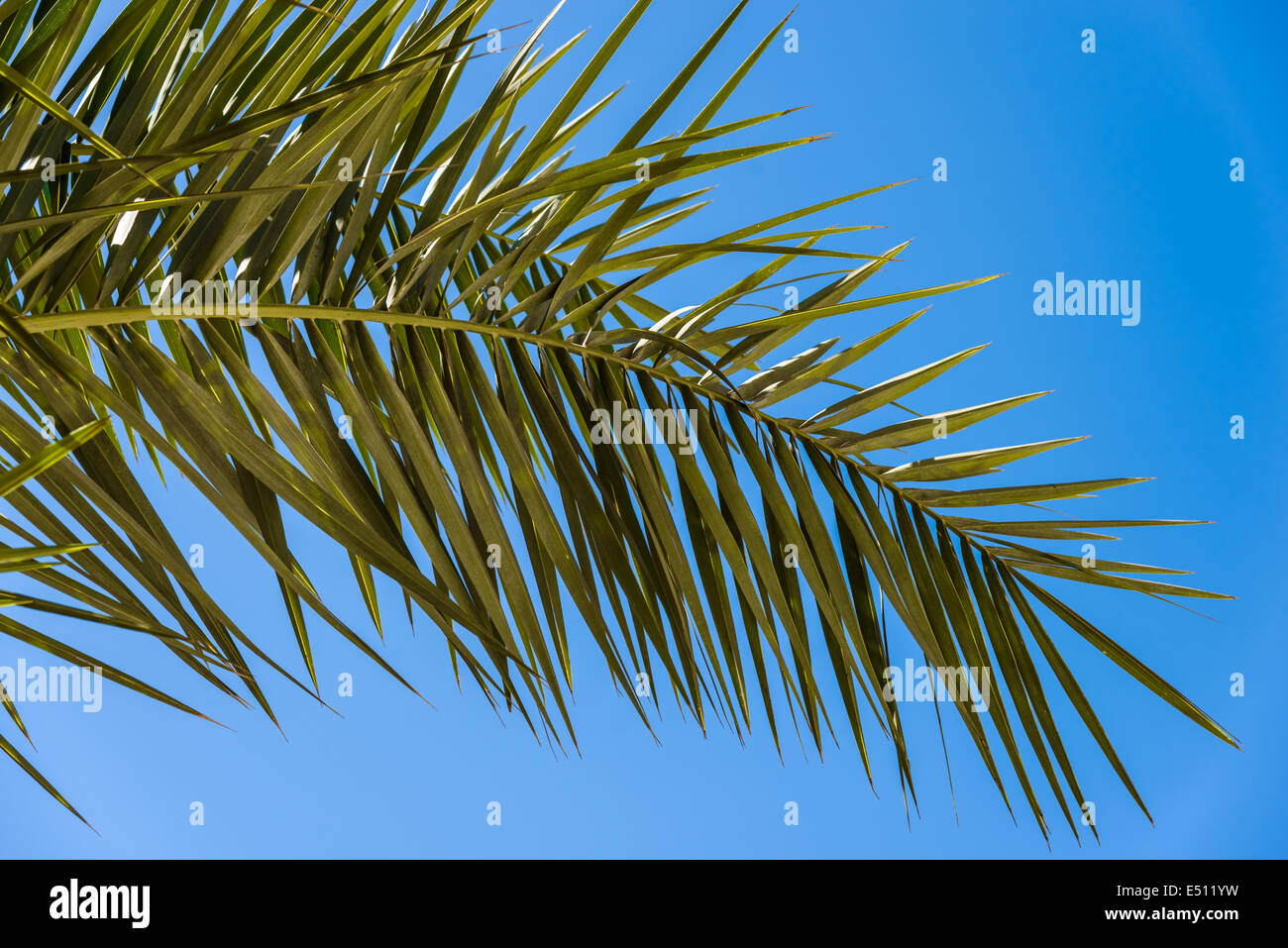 Real palm tree hi-res stock photography and images - Alamy