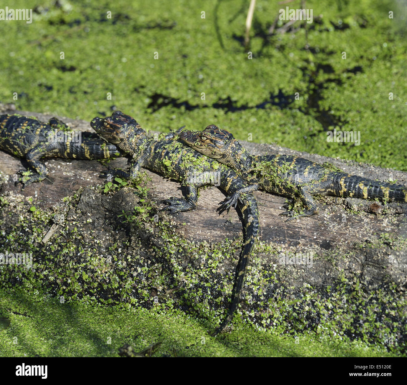 Baby alligators hi-res stock photography and images - Alamy