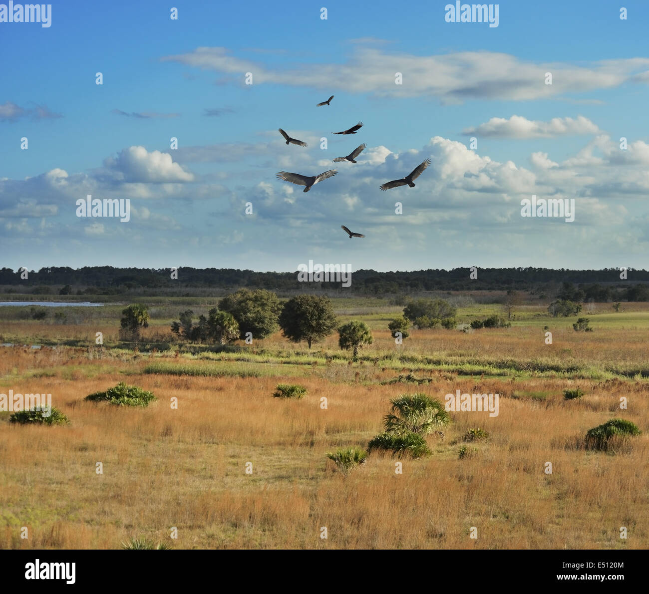 Florida Wetlands Scenic View Stock Photo - Alamy