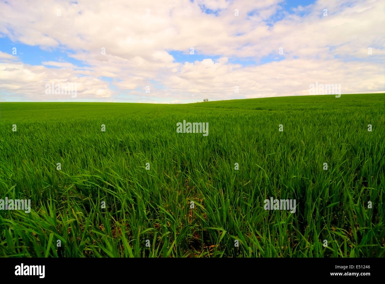 Picture of a cultivation landscape with two different areas Stock Photo ...