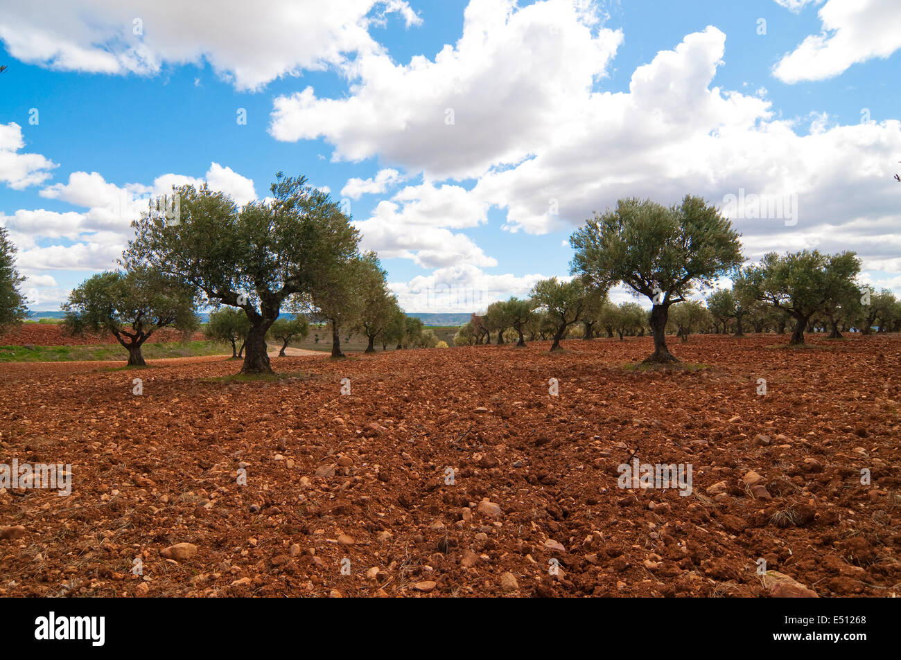 Picture of an olive field from spain Stock Photo - Alamy