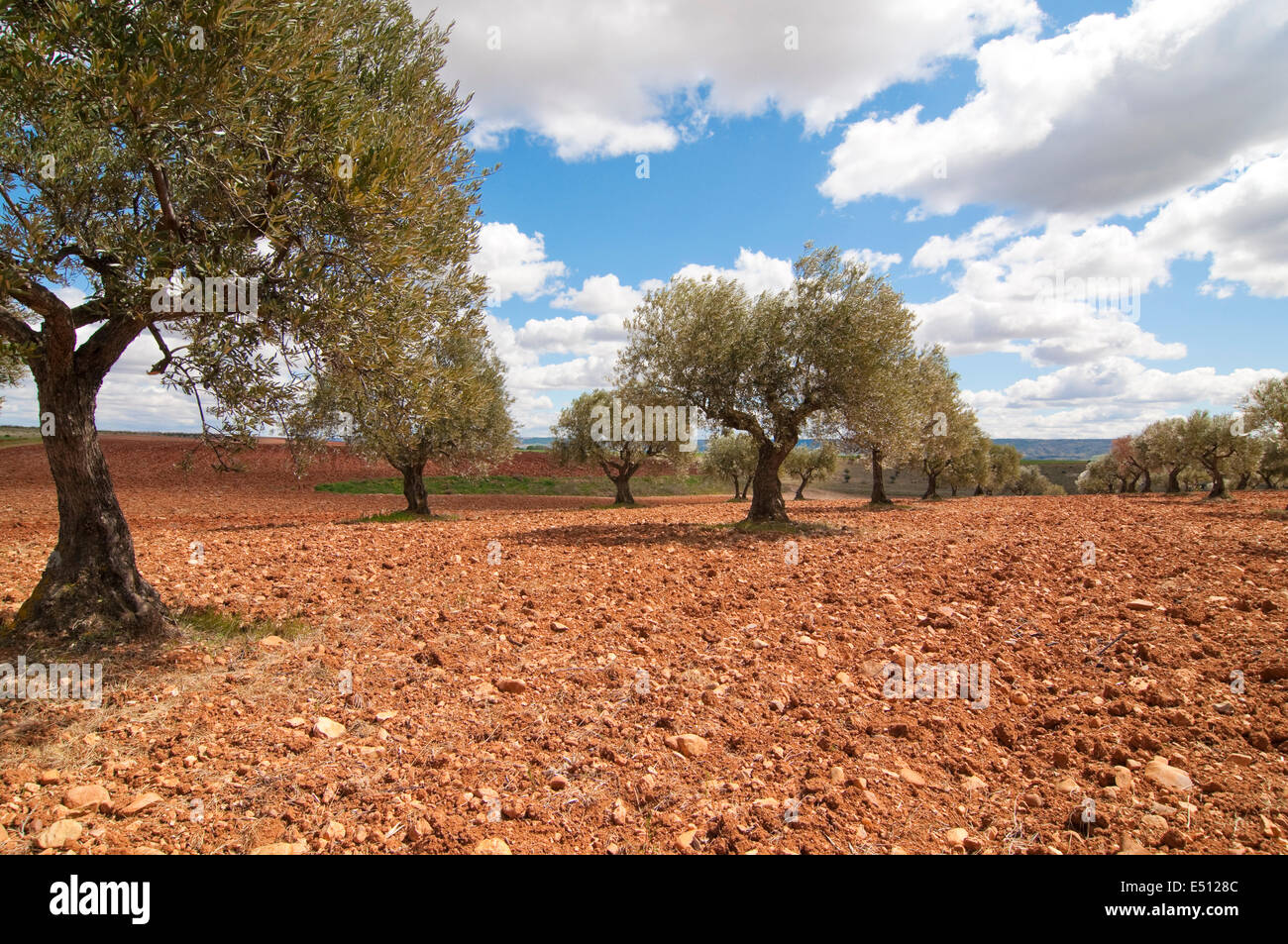 Picture of an olive field from spain Stock Photo - Alamy