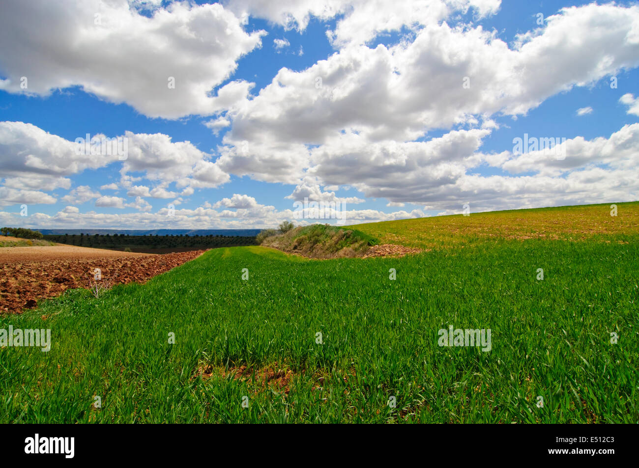 Picture of a wheat field from spain Stock Photo - Alamy