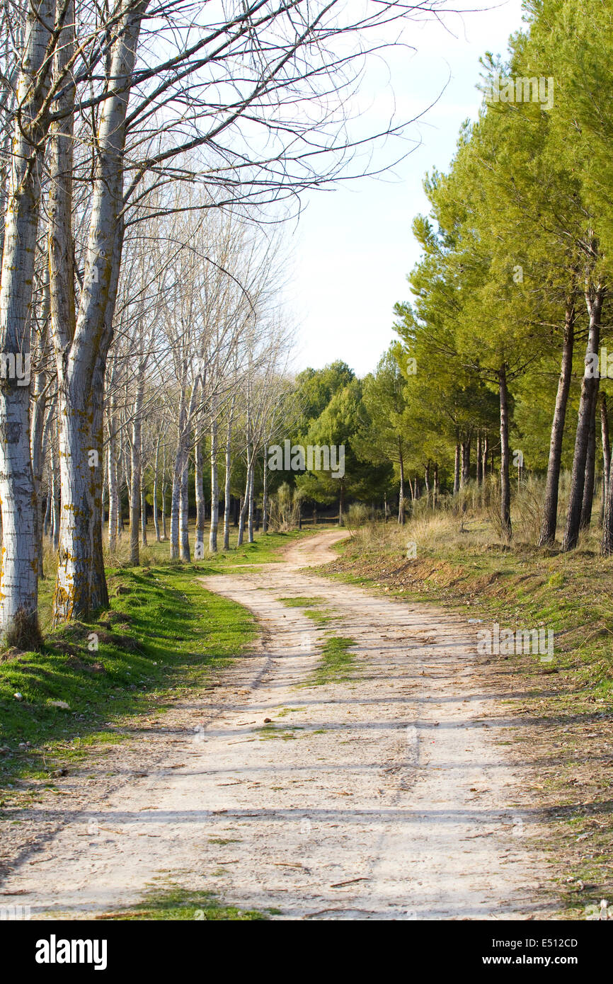 Forest with rural way Stock Photo - Alamy