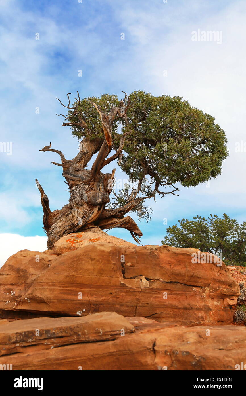 Erde baum hi-res stock photography and images - Alamy