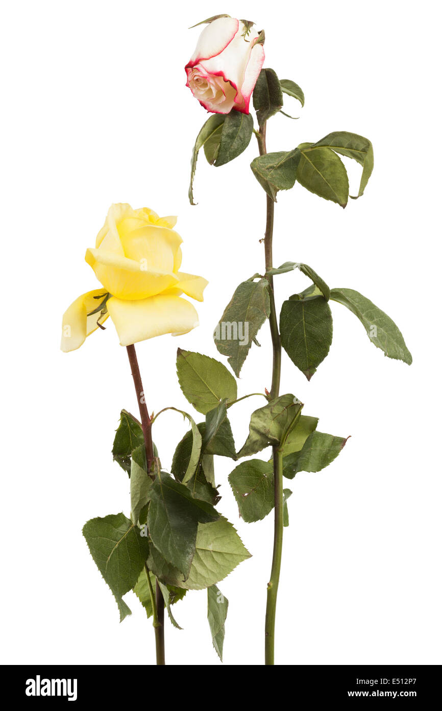 two dry roses Stock Photo - Alamy