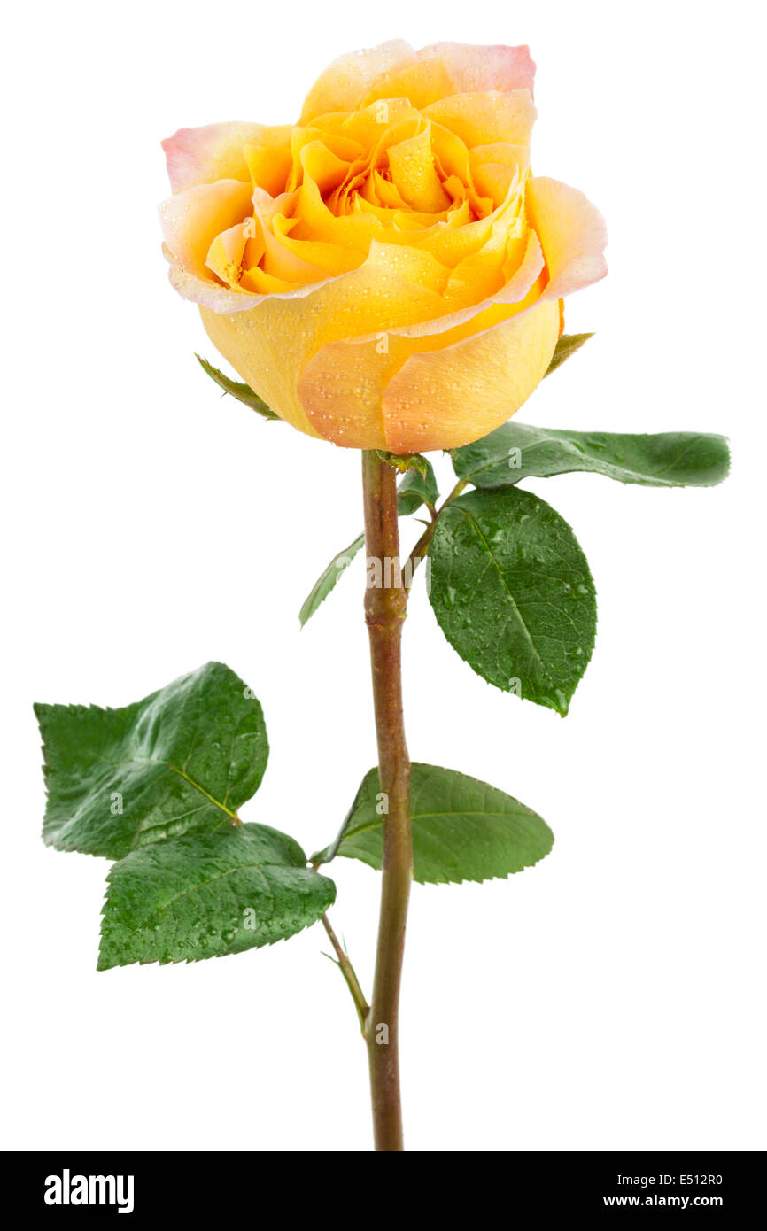 Fresh orange roses Stock Photo - Alamy