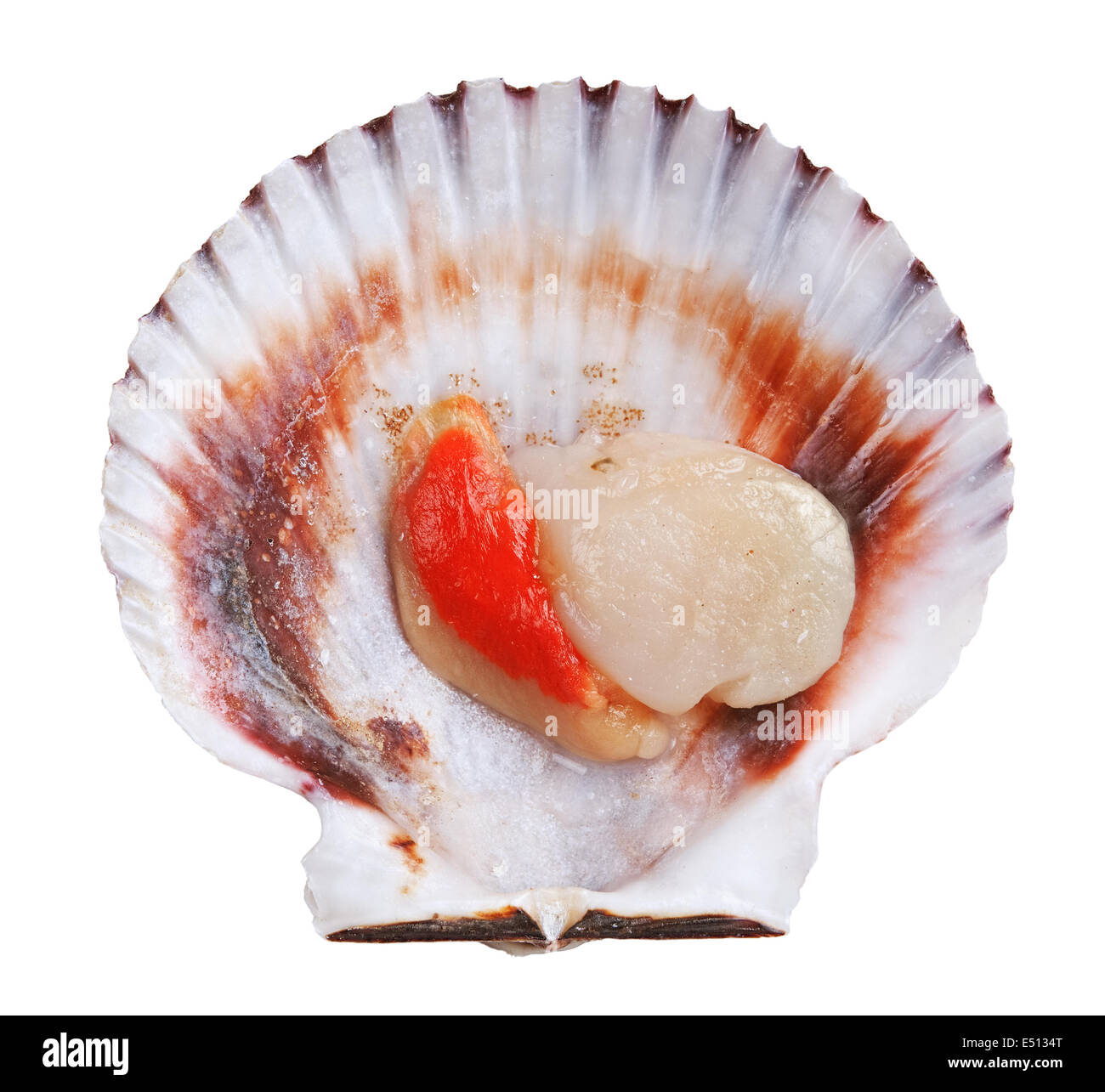 Fresh opened scallop Stock Photo - Alamy