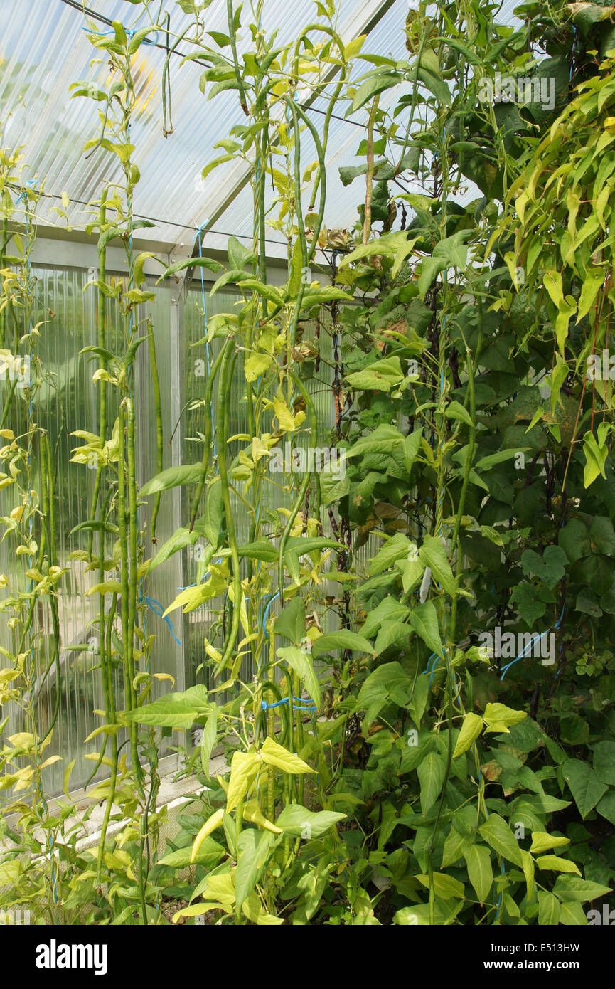 Snake bean plants hi-res stock photography and images - Alamy