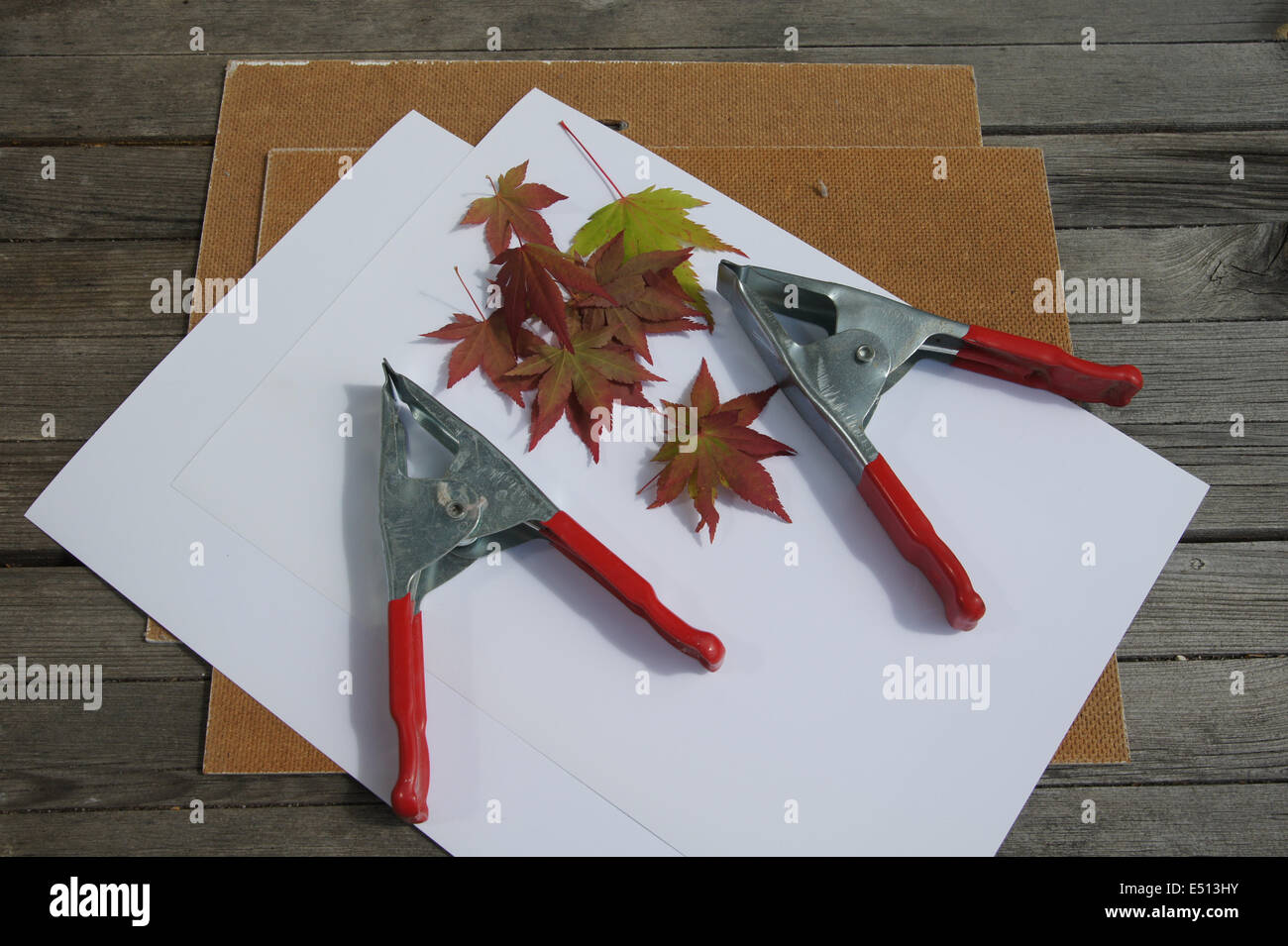Pressing leaves hi-res stock photography and images - Alamy