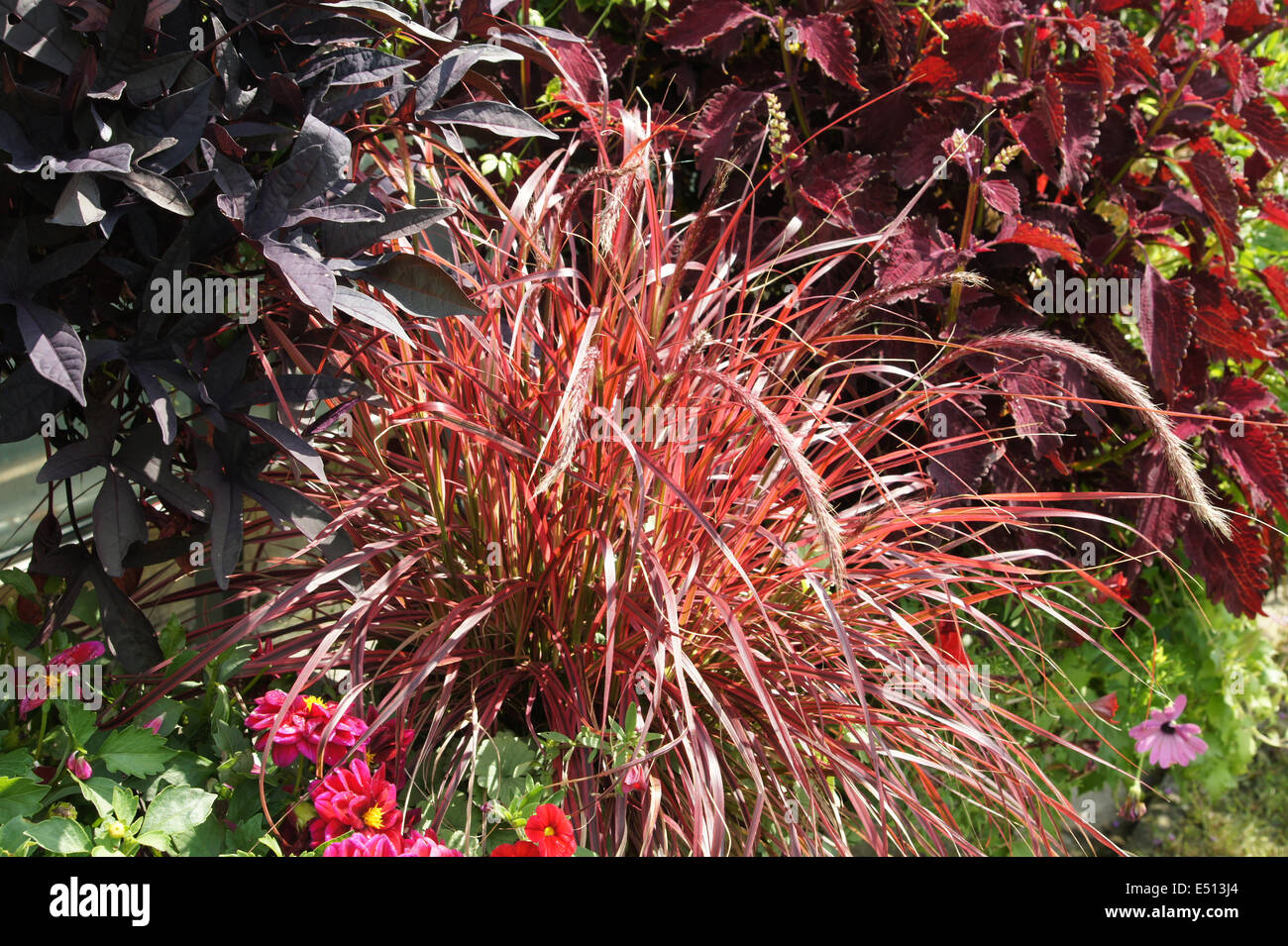 Pennisetum compressum hi-res stock photography and images - Alamy