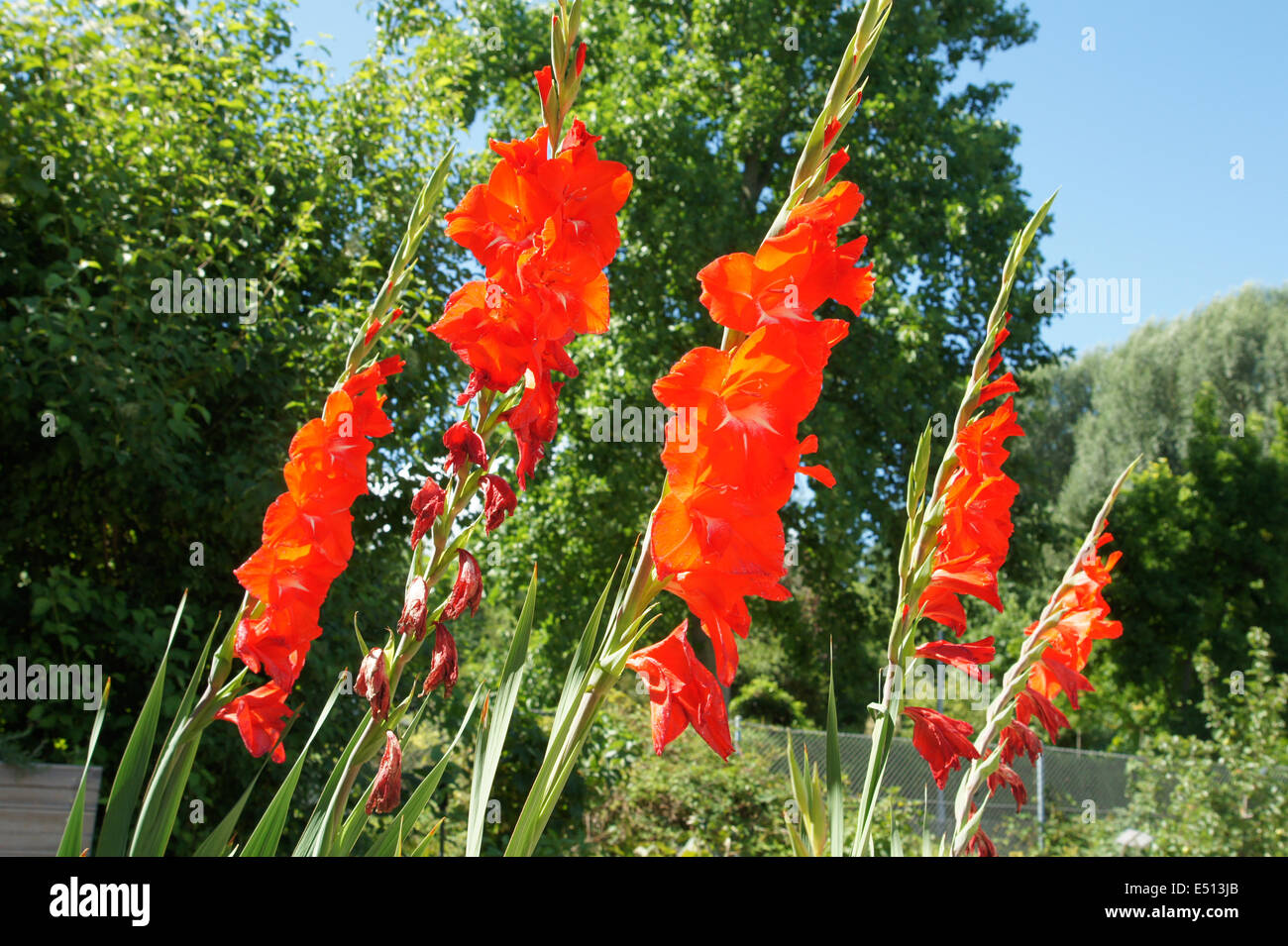 Sword lilies hi-res stock photography and images - Alamy