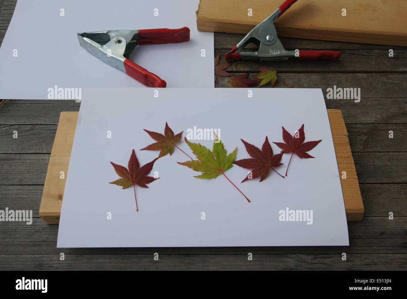 Pressing leaves hi-res stock photography and images - Alamy