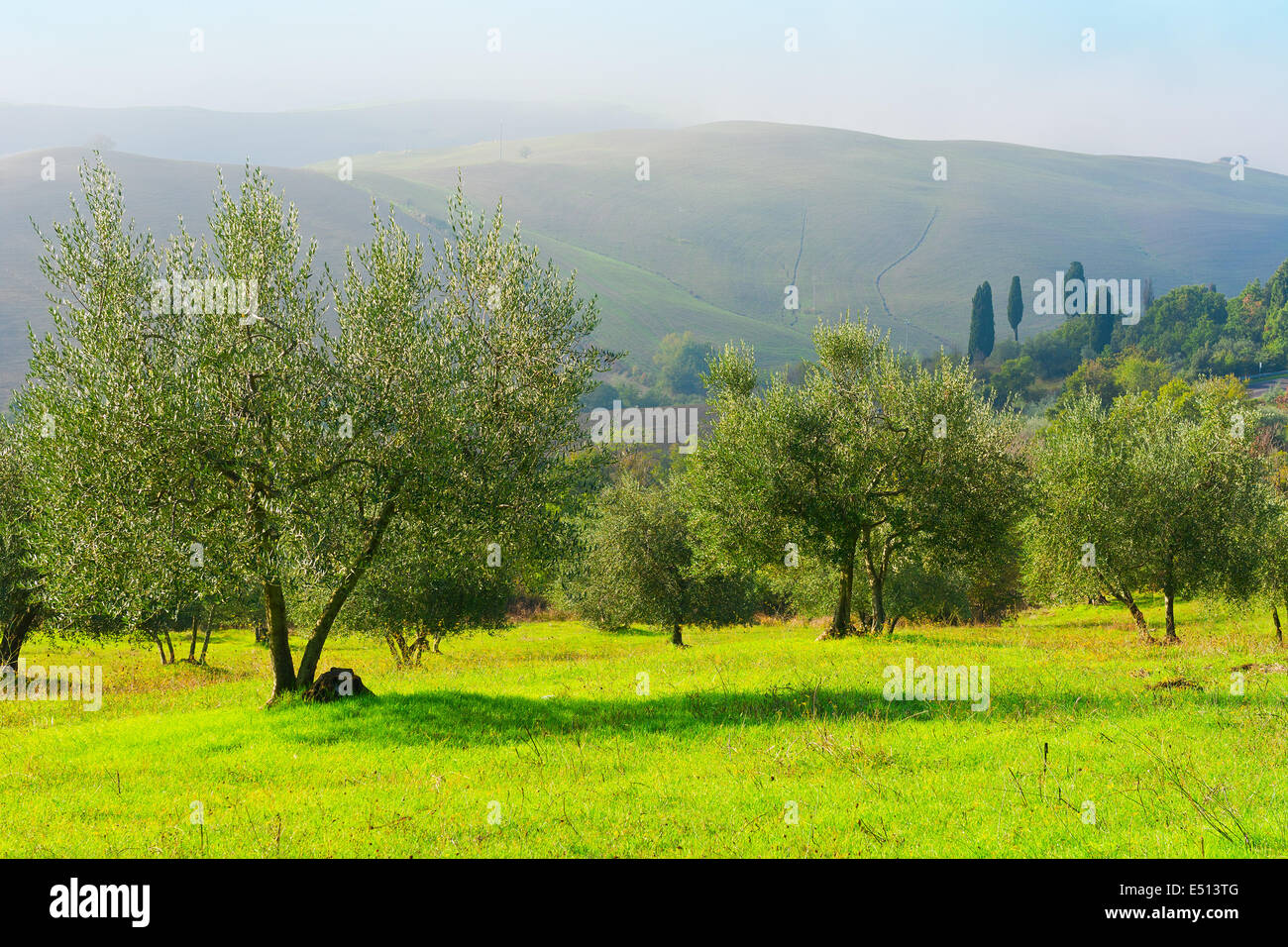 Olive grove ground hi-res stock photography and images - Alamy