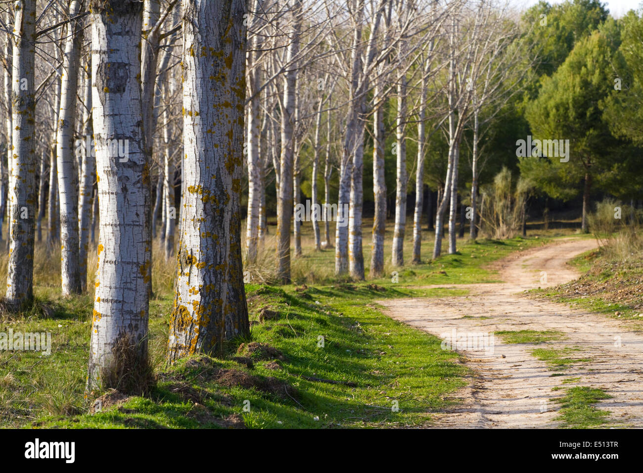 Forest with rural way Stock Photo - Alamy