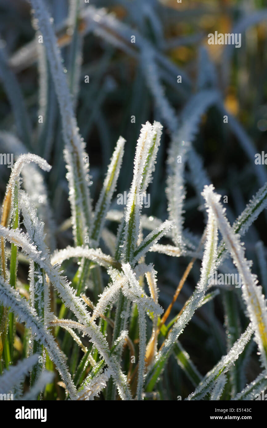 White grasses hi-res stock photography and images - Alamy