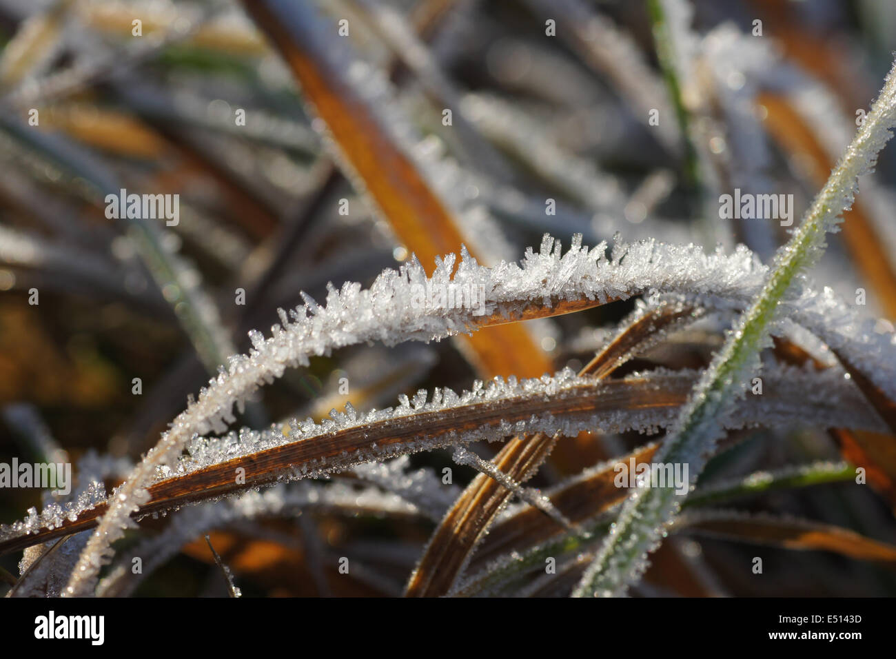 White grasses hi-res stock photography and images - Alamy