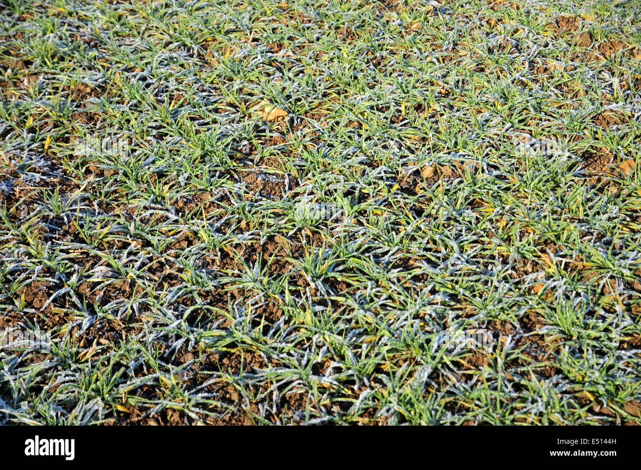 Winterwheat hi-res stock photography and images - Alamy
