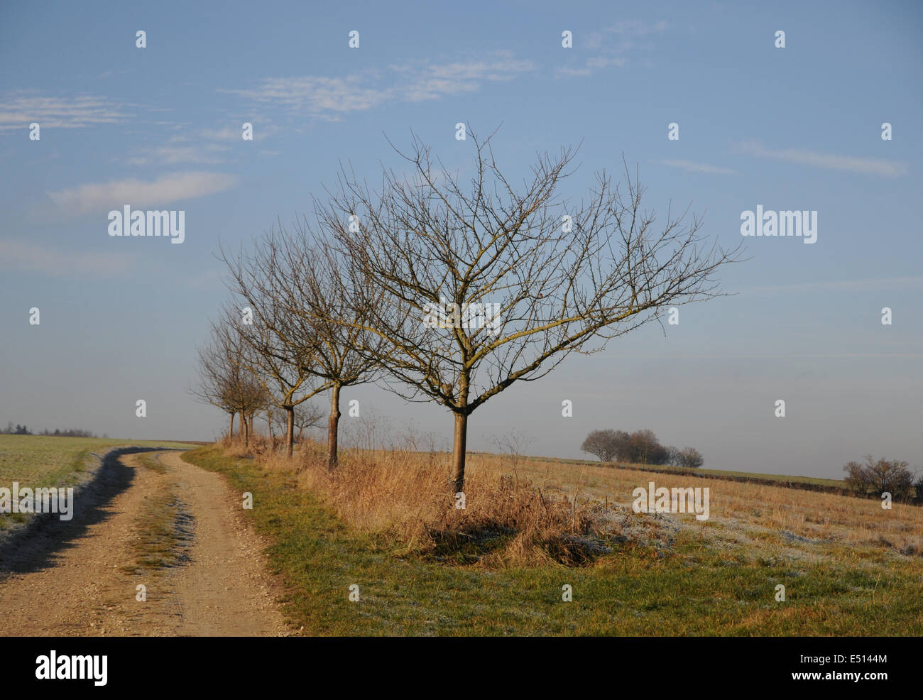 Apple trees in winter Stock Photo - Alamy