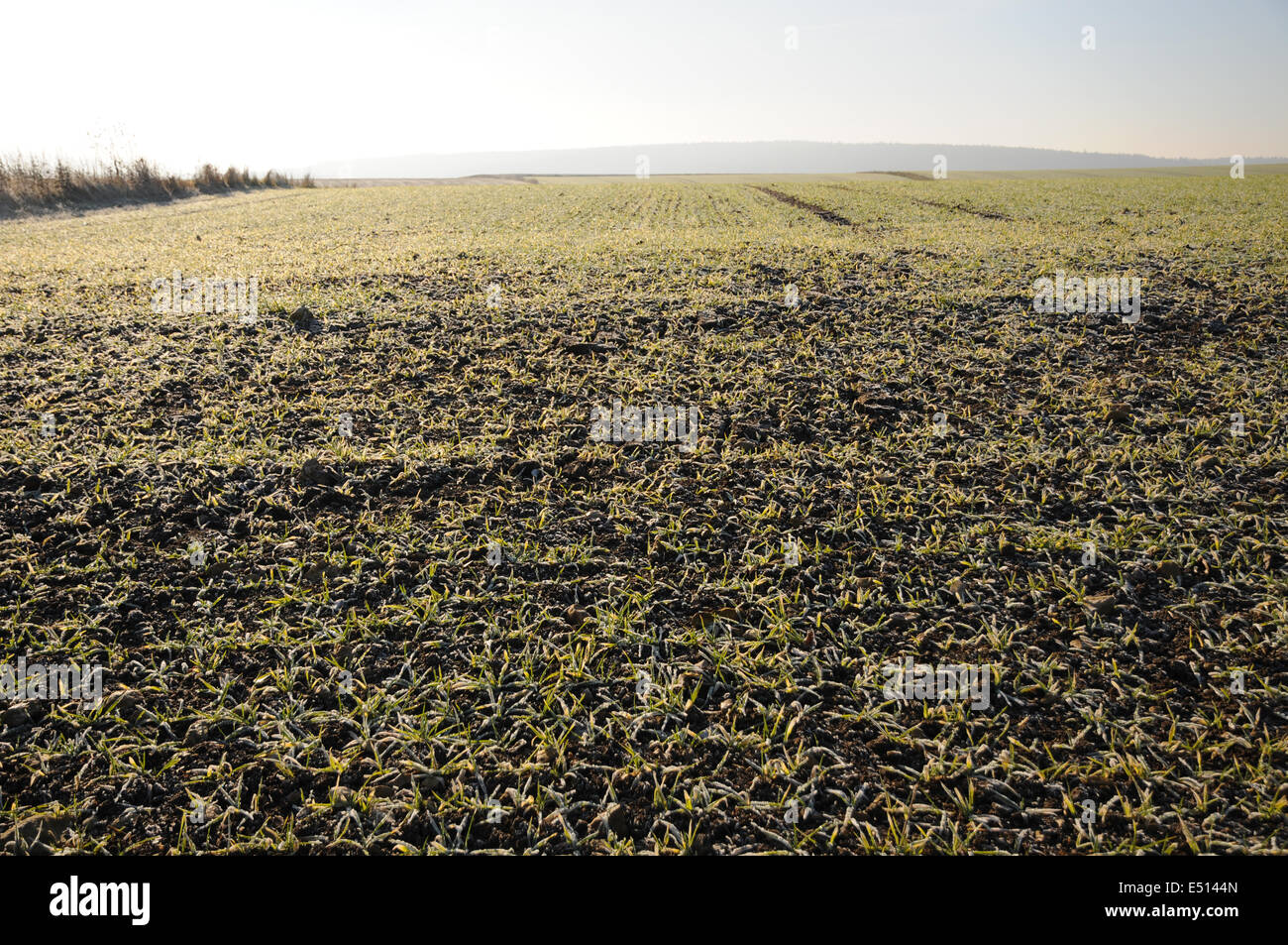 Winterwheat hi-res stock photography and images - Alamy