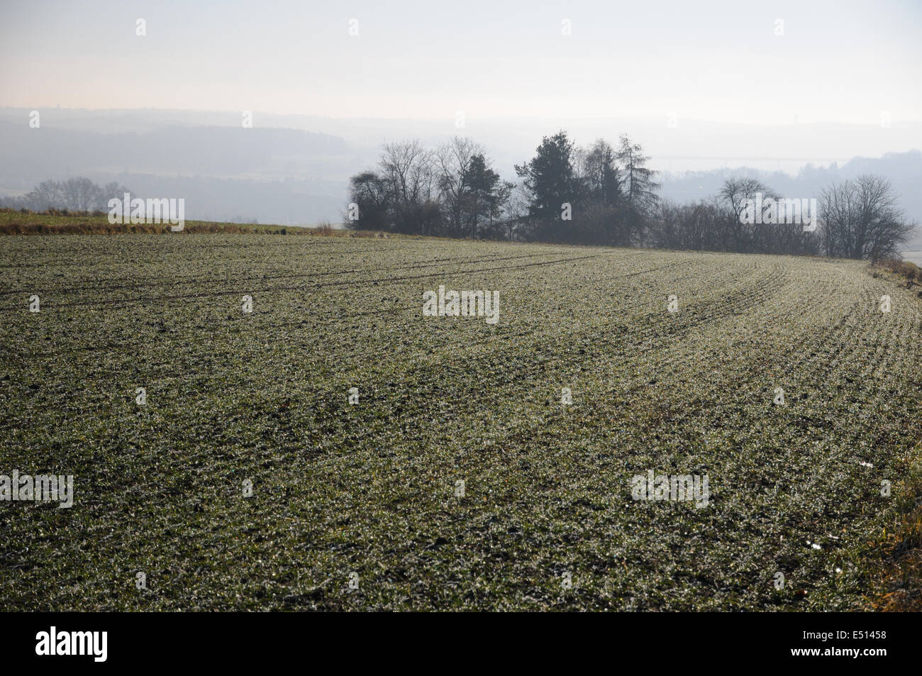 Winterwheat hi-res stock photography and images - Alamy