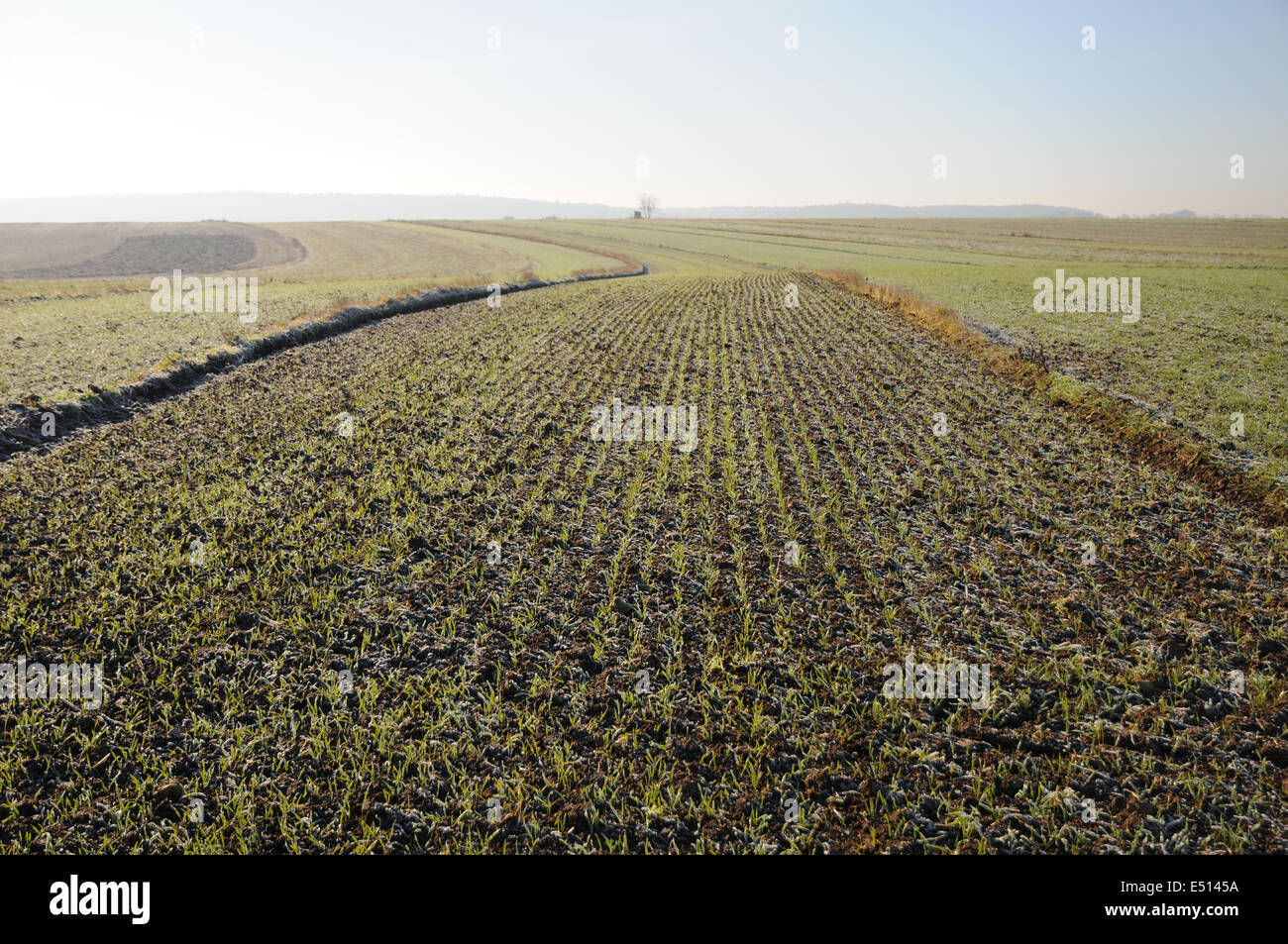 Winterwheat hi-res stock photography and images - Alamy