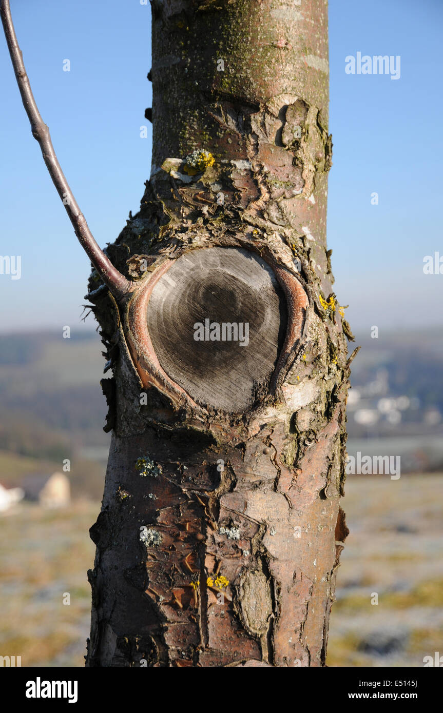 Wood apple trees hi-res stock photography and images - Alamy