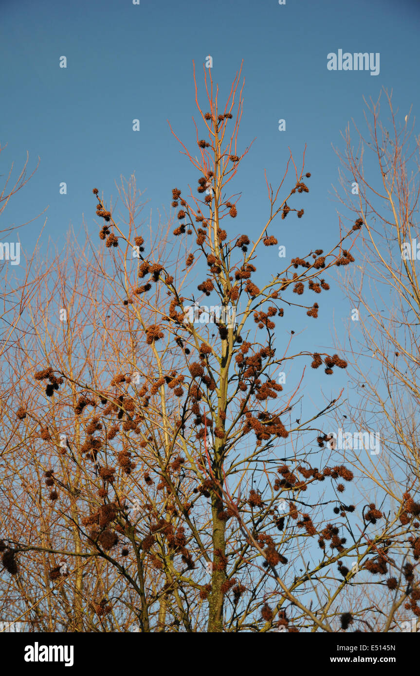 American sweetgum trees hi-res stock photography and images - Alamy