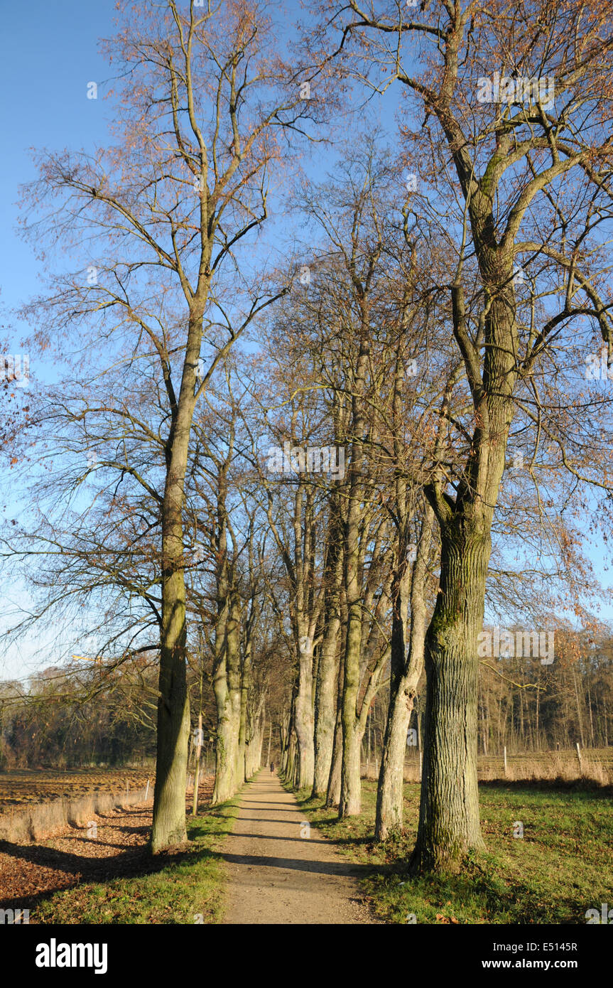 Way between trees Stock Photo - Alamy