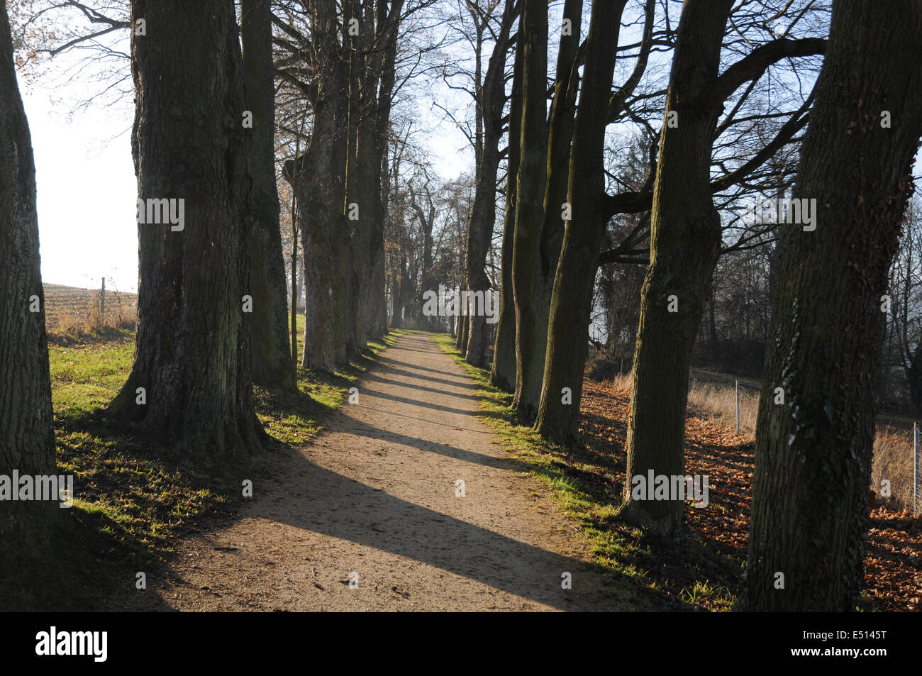 Way between trees Stock Photo - Alamy