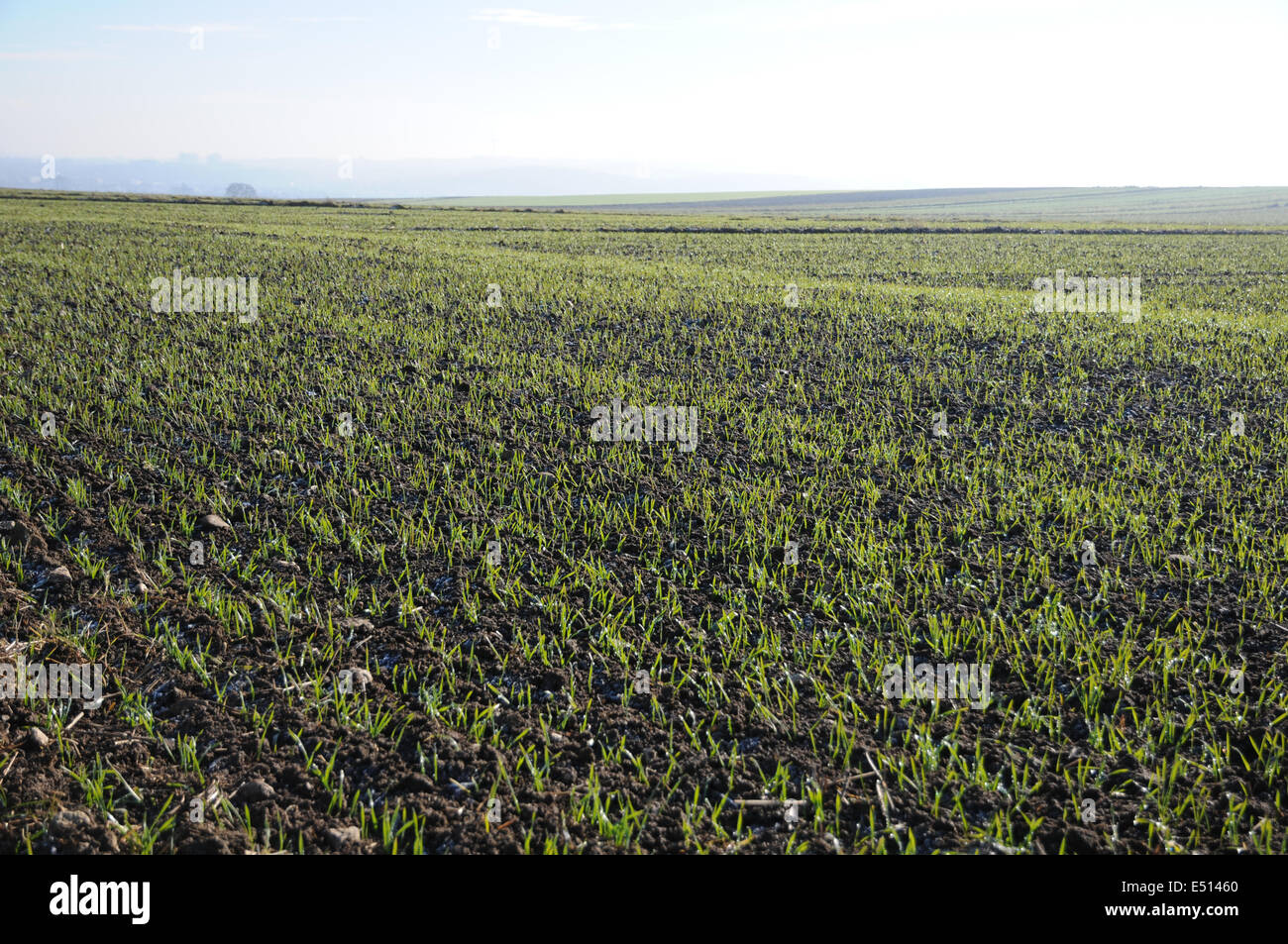 Winterweizen pflanzen hi-res stock photography and images - Alamy
