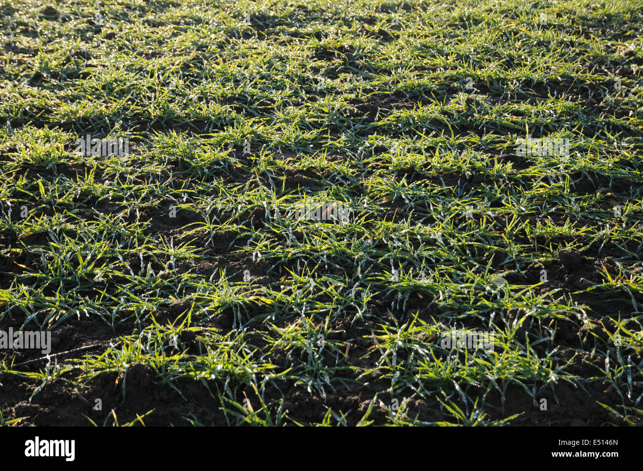 Winterwheat hi-res stock photography and images - Alamy