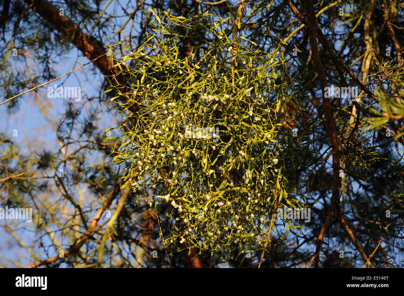 Nadelbaummispel hi-res stock photography and images - Alamy