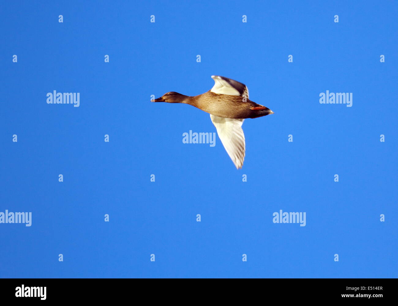 Female mallard duck flying Stock Photo - Alamy