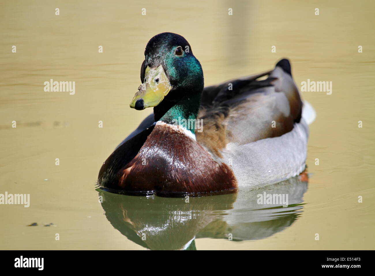 Mallard duck on a pond Stock Photo - Alamy