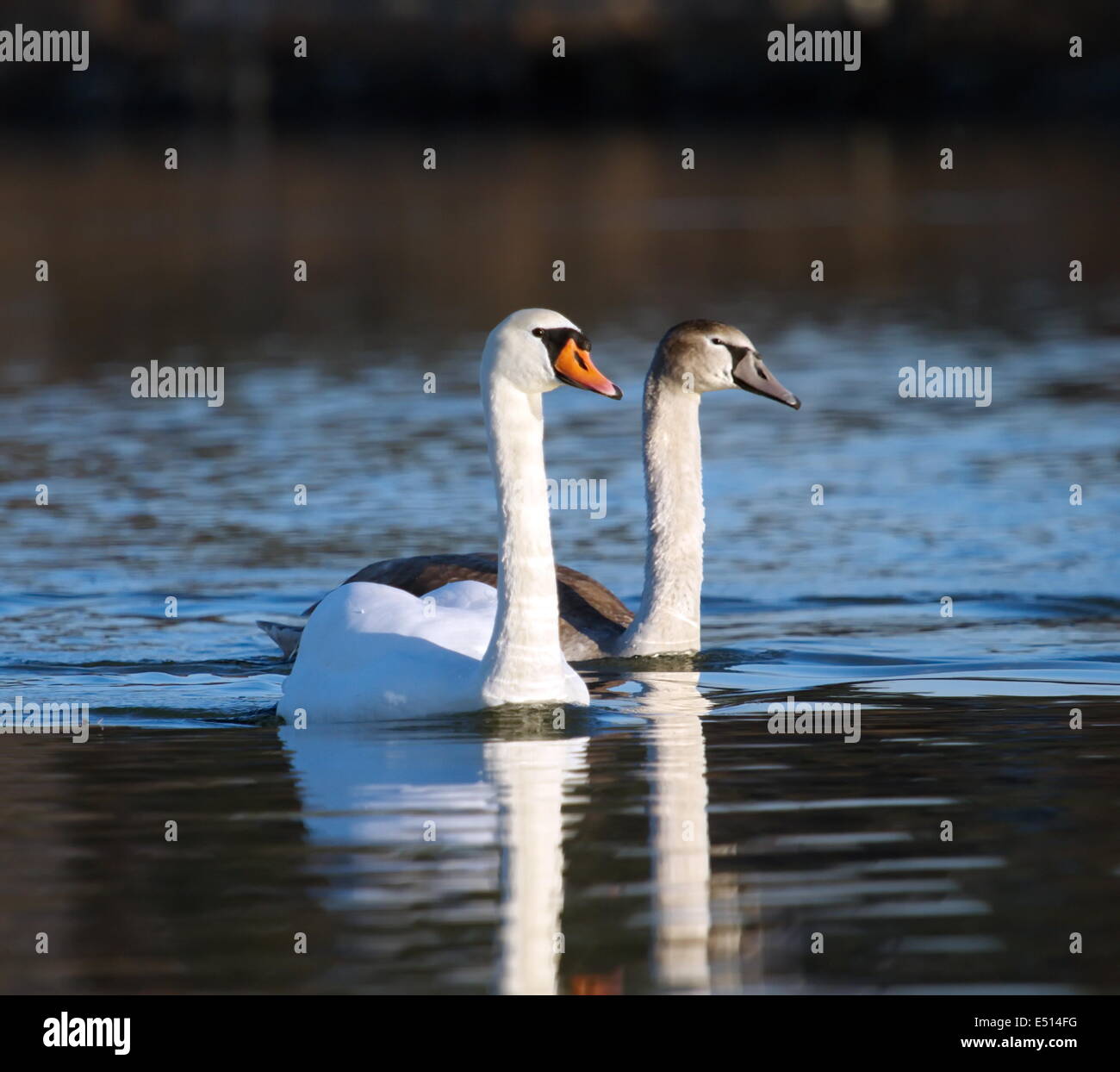 Baby Trumpeter Swan