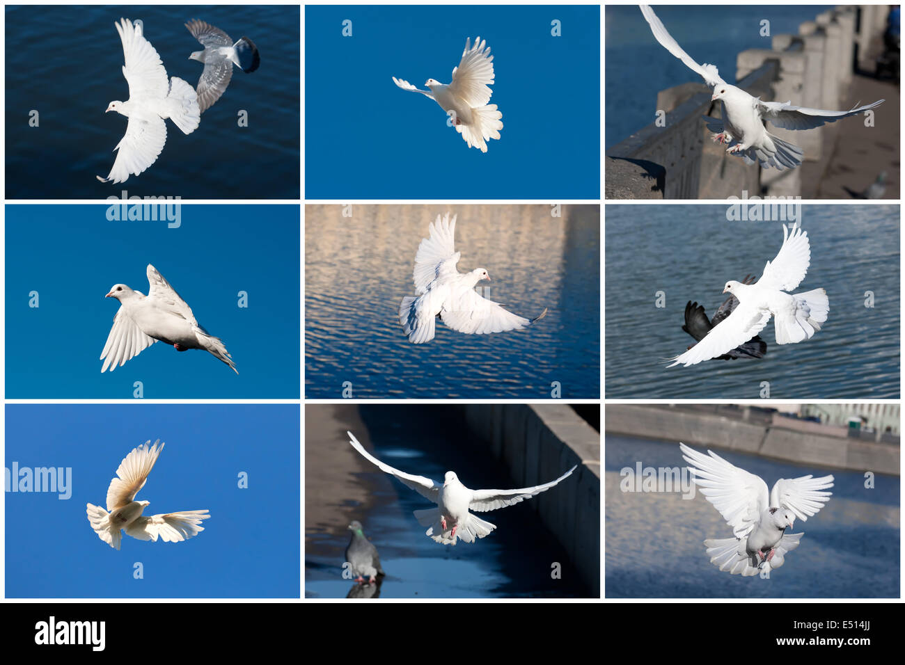 Beauty of pigeons hi-res stock photography and images - Alamy