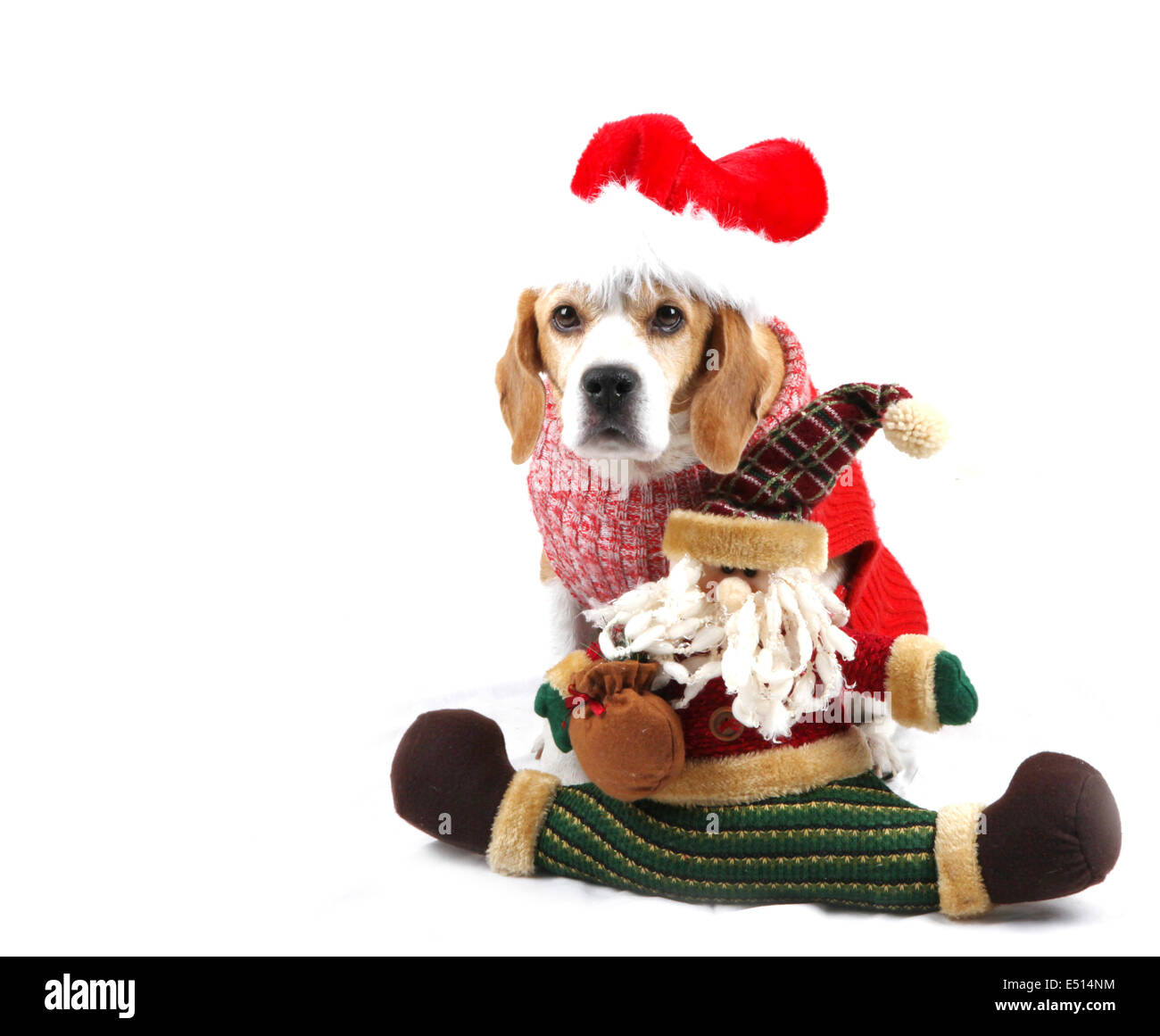 Christmas Dog As Santa Stock Photo - Alamy