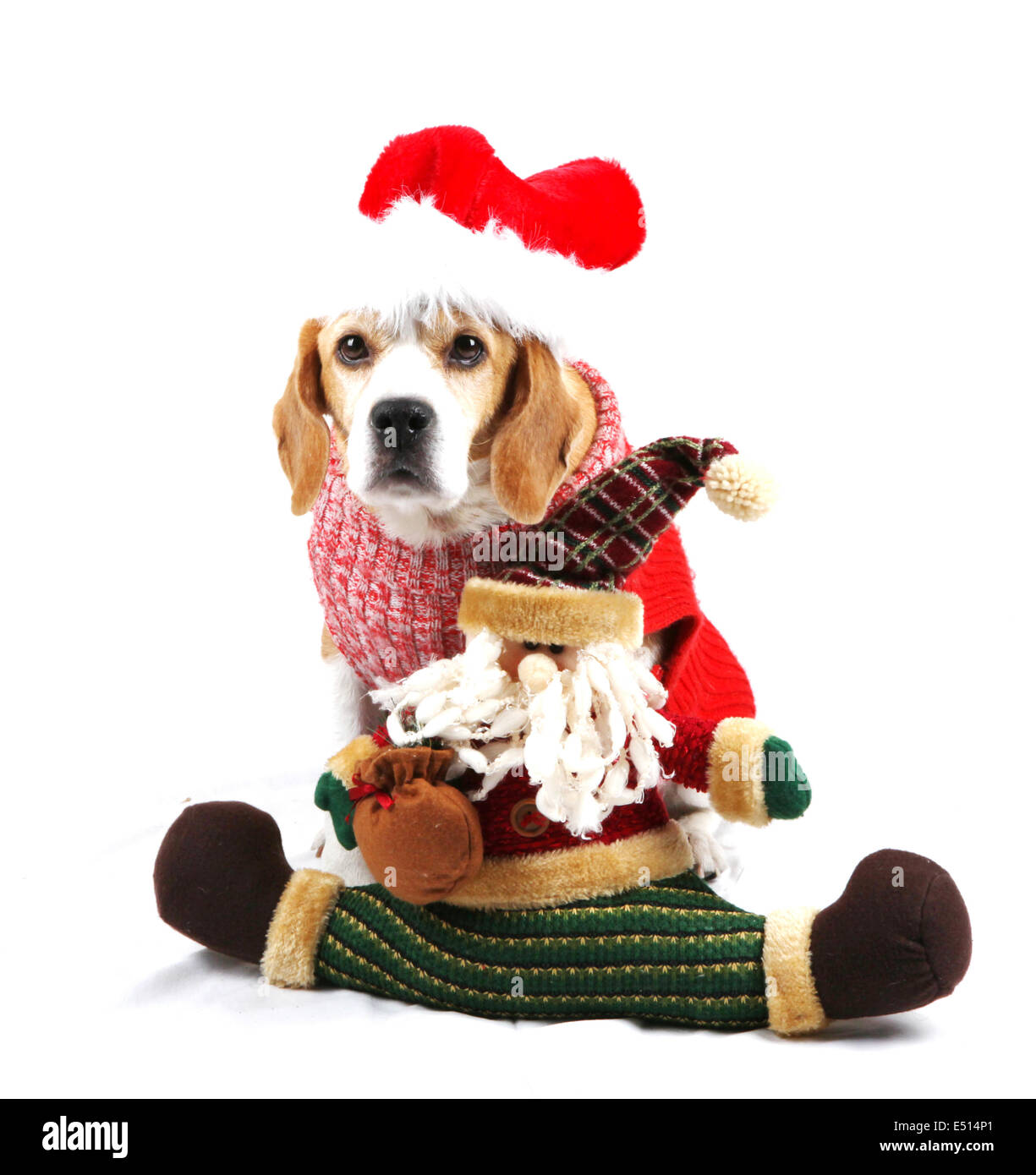 Christmas Dog As Santa Stock Photo - Alamy